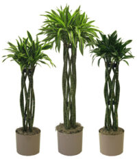 Plants | Plant Care Inc.